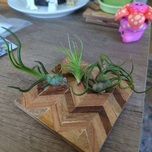 Tillandsia Bulbosa Alien Air Plant - Etsy
