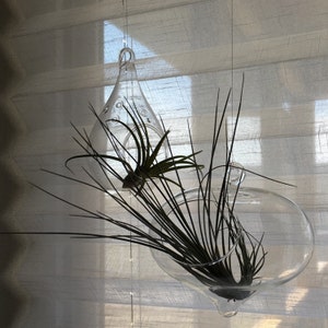 6 Hanging Glass UFO Capsule Plant Orb/terrarium - Etsy