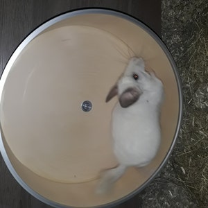 16 New Wheel Conception by Rodents Home. Aluminium Hoop Installed ...