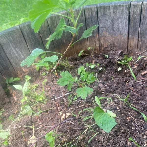 25 Poke Seeds - Etsy