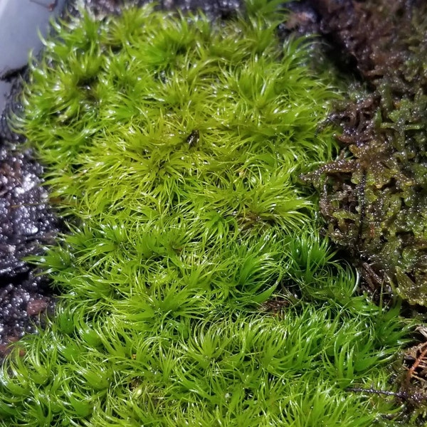 Live Super Fresh Moss Mix for Terrariums, Fairy Gardens, Gardens, Moss ...