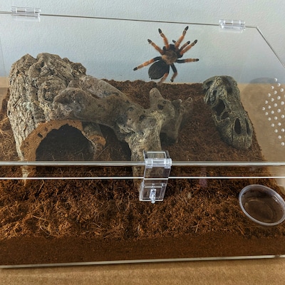 Reptile Enclosure Terrariums Tarantula Enclosure Geckos - Etsy