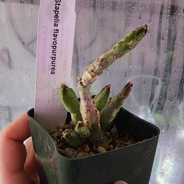 Stapelia Rufa - Etsy