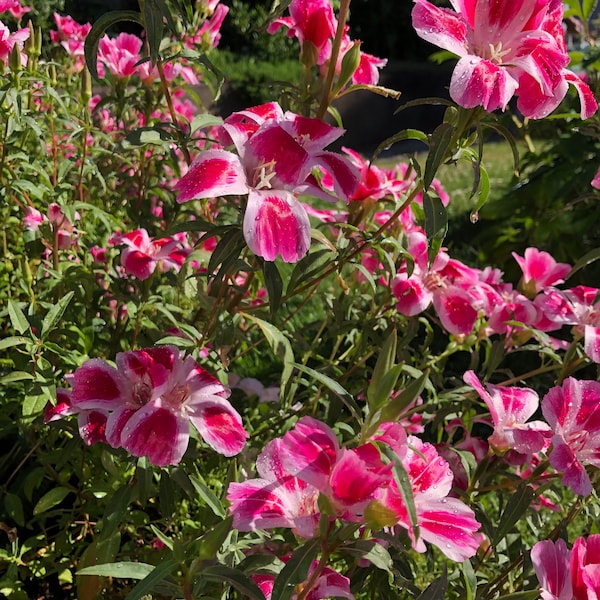 Red Columbine Seeds - PNW Native - Etsy