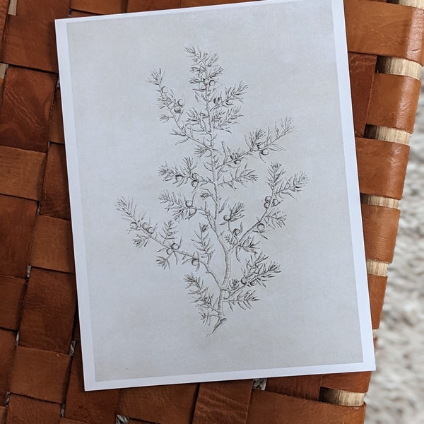 Olive Branch Drawing / Botanical Etching Print / Vintage Sketch Art ...