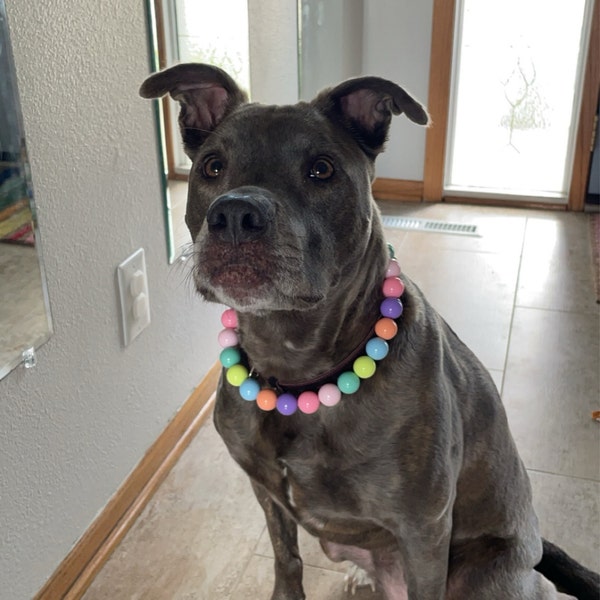 Candy Necklace | Beaded Dog Collar, Pastel Rainbow Pet Fashion - Etsy