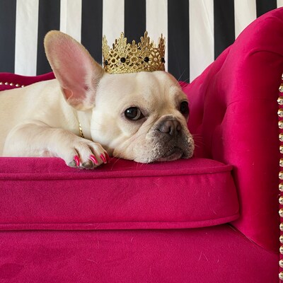 Pet Crown / Gold & Red Lace Crown / Gold Lace Crown for Dog or Pet ...