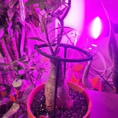 Afterglow Bougainvillea Small Well Rooted Starter Plantlive ...