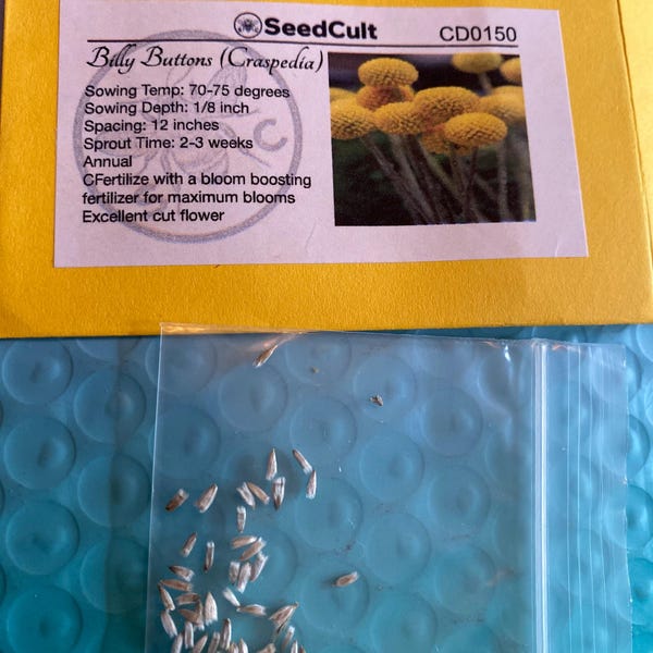 Billy Button Seeds, Craspedia, Billy Balls, Craspedia Globosa CD0150 - Etsy