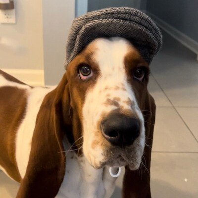 Dogs Sailor Hat, Cape Set HANDMADE Dog Hats, Dog Caps, Marine Hat ...