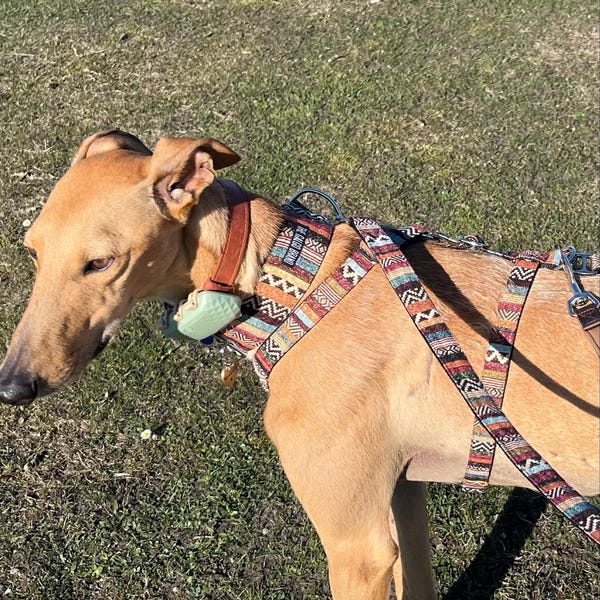 Italian Greyhound, Whippet , Greyhound Jumpsuit | Super Warm Whippet ...