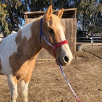 Sundance Hoops - Etsy
