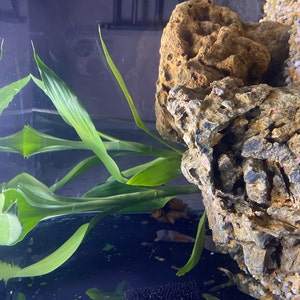 Java Fern Black Forest Hardy Leaf Pot Freshwater Live Aquarium - Etsy