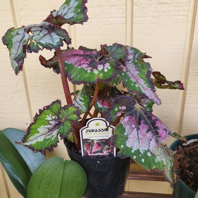 Jurassic™ Rex Begonia 'watermelon' - Etsy