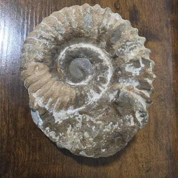 Flash Sale!!** LARGE (1) Raw Ammonite Fossil Cephalopod - 250 Million ...