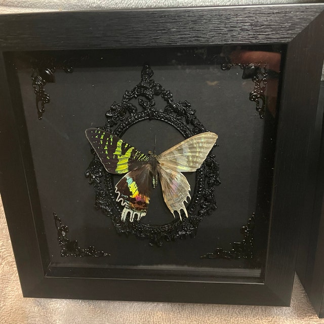 Insect taxidermy by InsectariumArt on Etsy