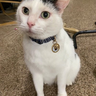 Checkered Cat Collar Black and White Checks Safety - Etsy