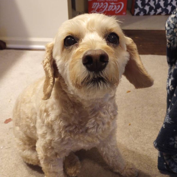 Stay Back 500 Feet If You Voted for Biden Vinyl Decal or Bumper Sticker ...