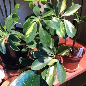 Syngonium 'merry Maria' Houseplant Arrowhead House | Etsy