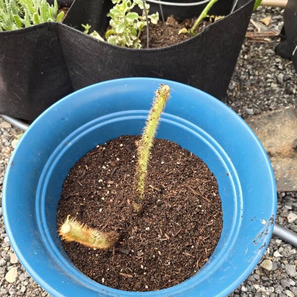 5 Juliet Bush Cherry Cuttings - 6- 10" Long, Not Rooted, Organic. Fresh ...