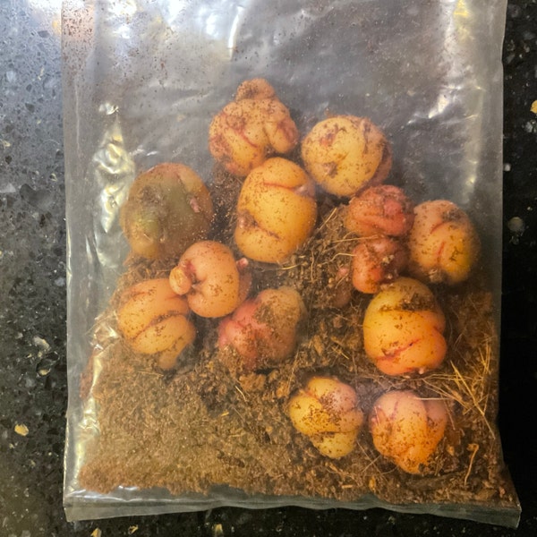 Oca Seed Tubers / Root for Planting - Uqa, New Zealand Yam - Organic ...