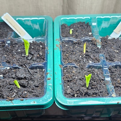 Snake Pod Laranja Nut is the Fruit of the Buriti Palm Buriti Fruit Skin ...