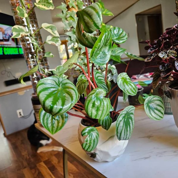 Live Lemon Prayer Plant in a 3 Pot Prayer Plant Maranta Leuconeura ...