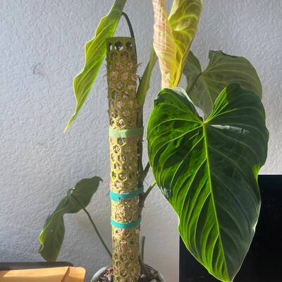 Mini Totem Insert for Orchidbox Mini Greatly Improves Interior ...