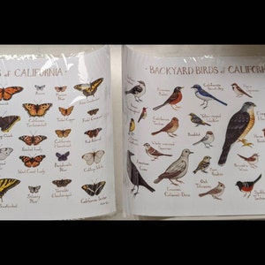 California Backyard Birds Field Guide Art Print / Watercolor Painting ...