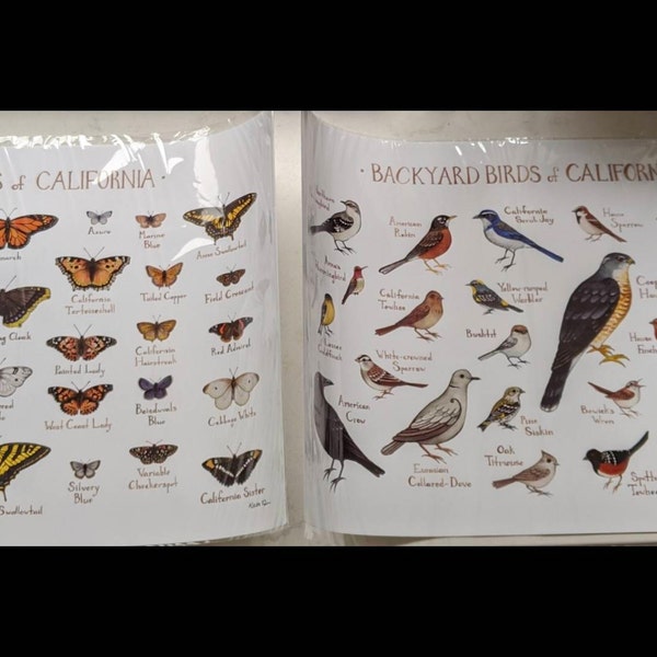 California Backyard Birds Field Guide Art Print / Watercolor Painting ...