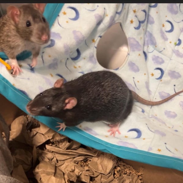 Rat Fall Breaker, Rat Fall Safe, Rat Cage Hammock, Rat Cage, (fall ...