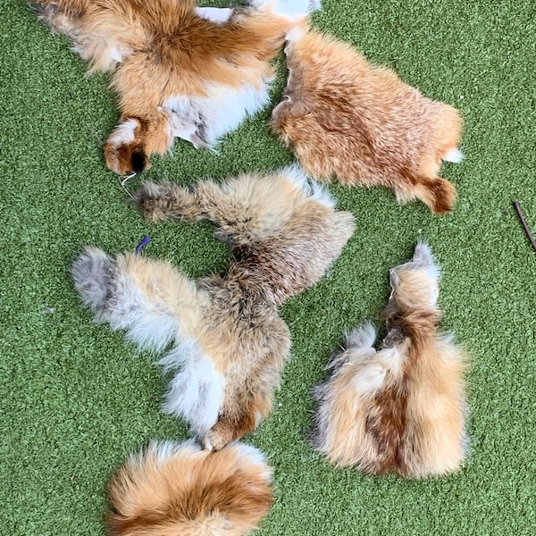 Stripes of Arctic Fox Fur Are Beige With Black Splashes Scrap Fur Fox ...