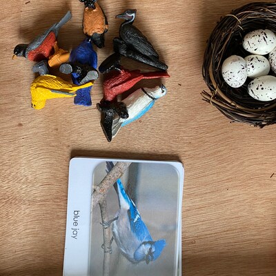 Dinosaur Sorting herbivores, Carnivores, Omnivores Zoology Printable ...