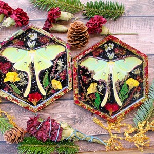 Luna Moth, Luna Moth Paper Cutouts, Realistic Paper Moths, 5 Pieces - Etsy