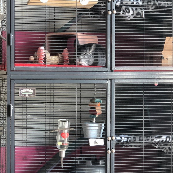Cage Guards / Poop Guards - SAFEST & MOST AFFORDABLE Option for Keeping ...