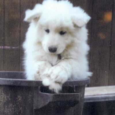 Hot Rod Signed Litho Art Print a Rod - Etsy