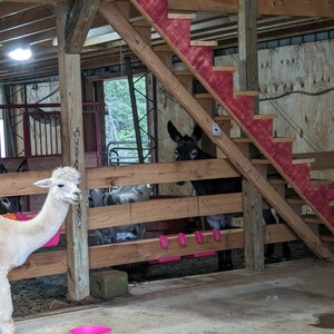 Please Do Not Feed the Cats No Matter What They Say Sign - Etsy