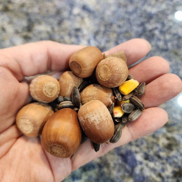 2025 Germinated Utah Red Oak Acorn Sprouted Sets for Growing Northern ...