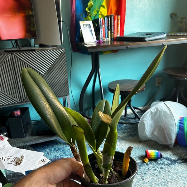 Rlc. Pink Empress - Etsy