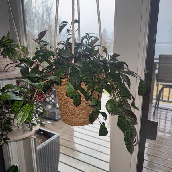 Tradescantia Bubblegum Nanouk Plant - 4 Inch Pot - Optional Decorative ...