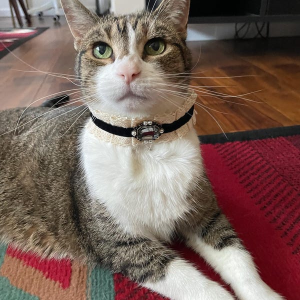 Luxury Beautiful Rose Pink Satin Dog Collar,pearl Wedding Dog Collar ...