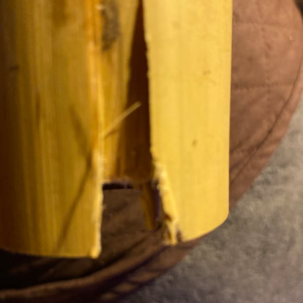 2" Fresh Cut Bamboo - Choose From 1 to 8 Feet Long - Etsy