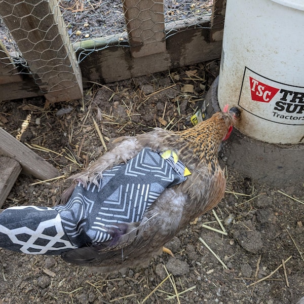 Chicken Diapers/ Hen Diapers/ Birds Diapers/rooster Diaper - Etsy