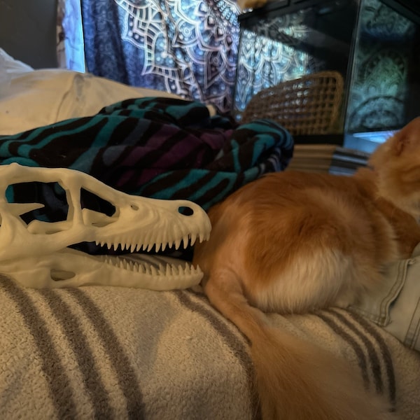 Velociraptor Replica Skull 3D Printed - Etsy