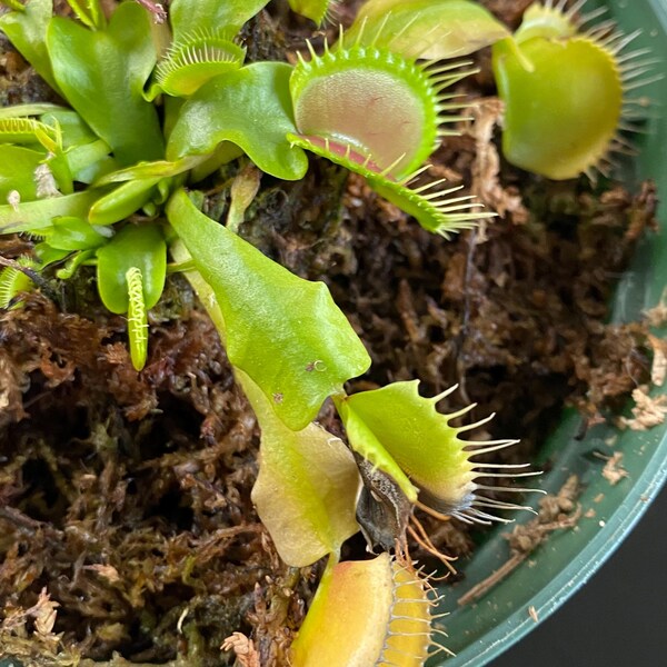 Set of 2 Akai Ryu Red Dragon Venus Fly Trap Dionaea Muscipula Live ...
