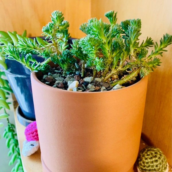 Mini Joshua Tree Succulent 4" Pot Thick and Full - Sedum Multiceps ...
