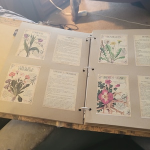 6 Different Antique Garden Roses Seed Packets DIGITAL Sheet | Etsy