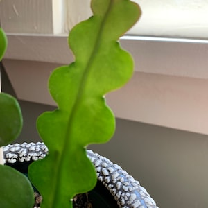 Fishbone Cactus / Epiphyllum Anguliger - Etsy
