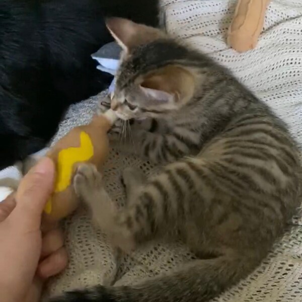 Corn Dog Cat Toy - Etsy