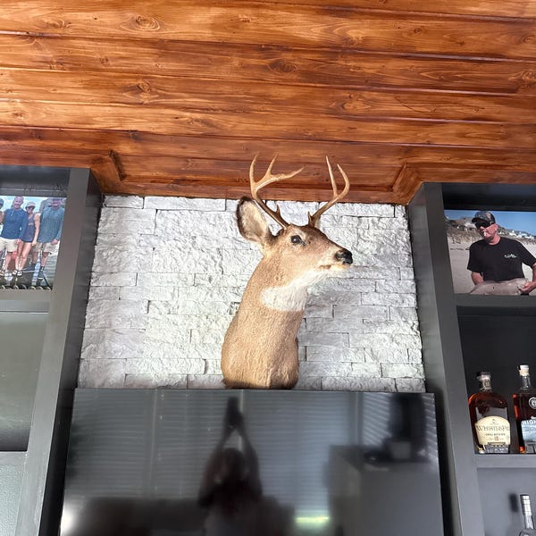 Whitetail Deer Head Shoulder Mount Taxidermy Cape Shed Antler Hunt Mule ...